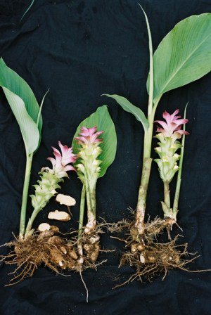 Gingersofindia - Curcuma L.
